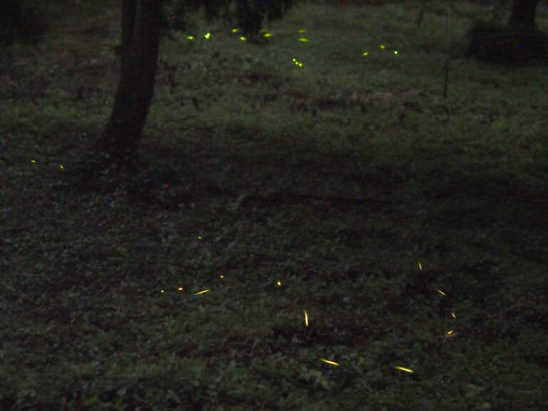 Fenqihu Old Street: Bentos, Bamboo & Fireflies in Alishan Region ...