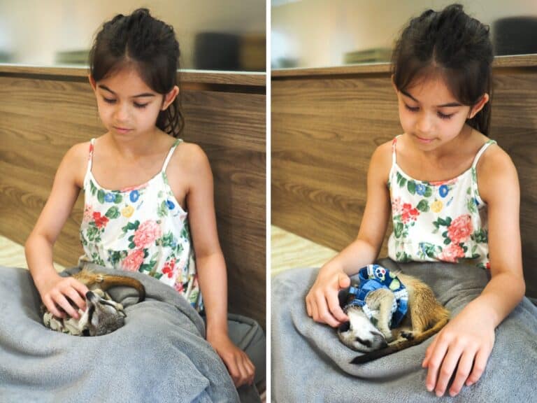 Our Experience Visiting a Meerkat Cafe in Taipei (so cute!) - Taiwan ...