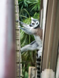 Leofoo Village Theme Park Guide (with Discounted Tickets!) - Taiwan ...