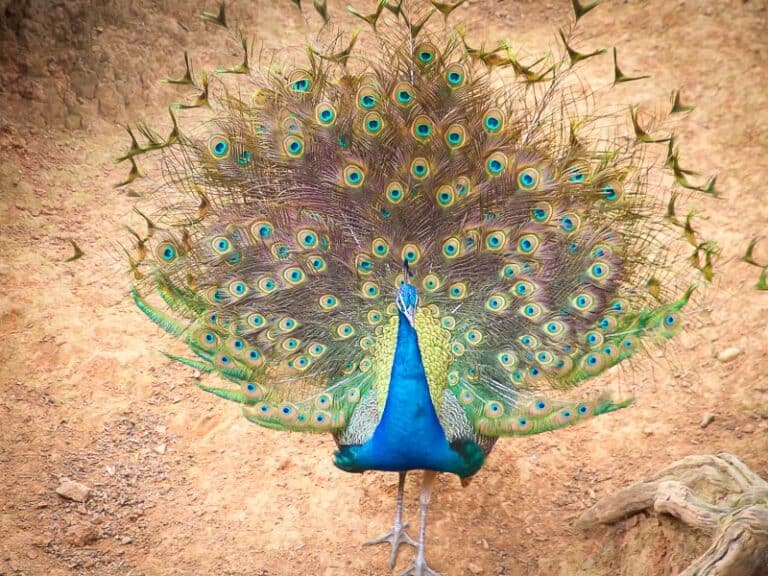 Leofoo Village Theme Park Guide (with Discounted Tickets!) - Taiwan ...