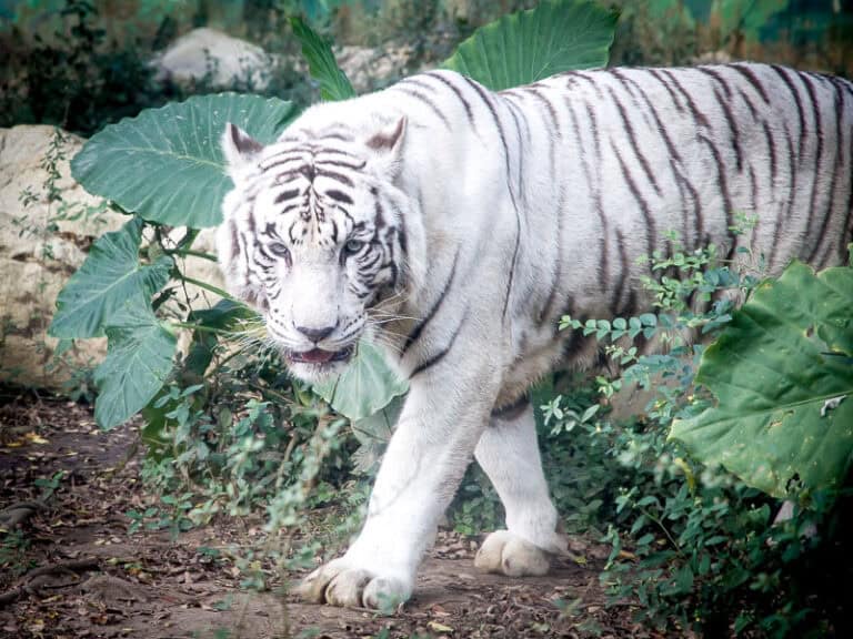 Leofoo Village Theme Park Guide (with Discounted Tickets!) - Taiwan ...