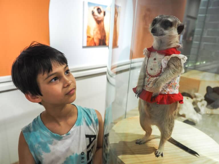 Our Experience Visiting a Meerkat Cafe in Taipei (so cute!) - Taiwan ...