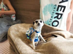 Our Experience Visiting a Meerkat Cafe in Taipei (so cute!) - Taiwan ...