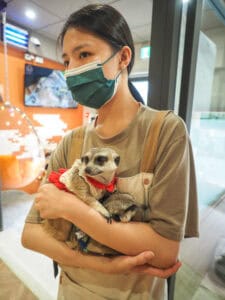 Our Experience Visiting a Meerkat Cafe in Taipei (so cute!) - Taiwan ...