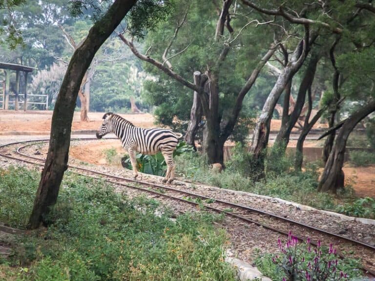 Leofoo Village Theme Park Guide (with Discounted Tickets!) - Taiwan ...