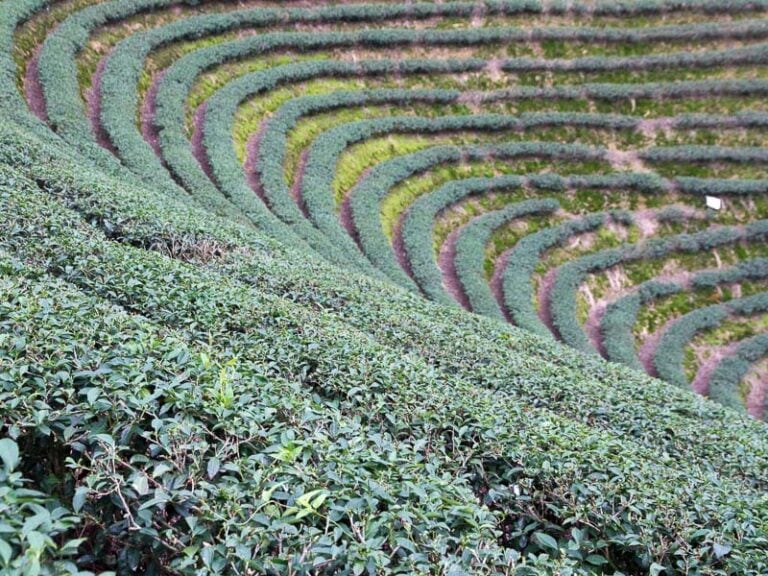 Pinglin: How to Visit the Prettiest Tea Plantations near Taipei ...