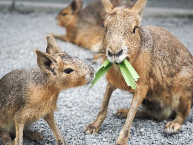 Should You Skip Zhang Mei Ama’s Farm (1.0 and 2.0 branch)? - Taiwan Obsessed
