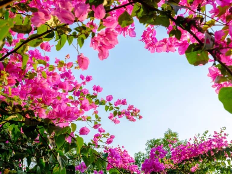 A Guide to Taiwan’s Best Flower Viewing Seasons and Festivals - Taiwan ...