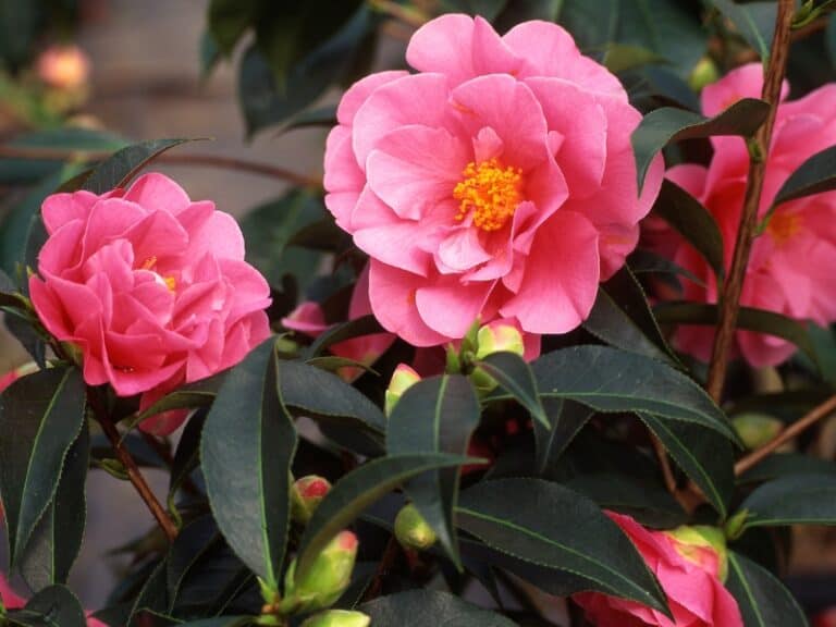 A Guide to Taiwan’s Best Flower Viewing Seasons and Festivals - Taiwan ...