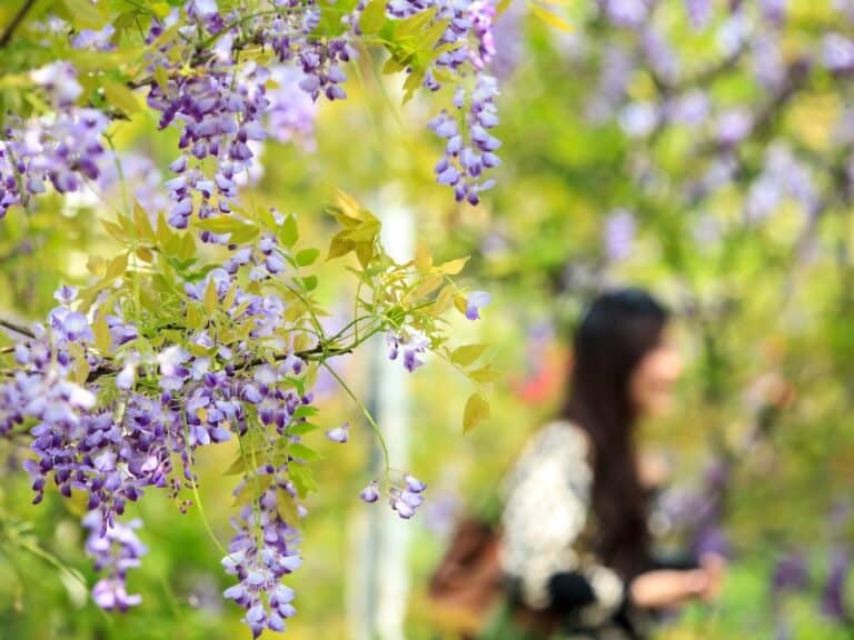 A Guide to Taiwan’s Best Flower Viewing Seasons and Festivals - Taiwan ...