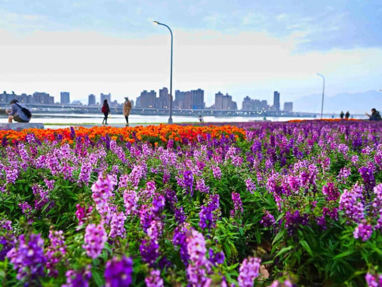 A Guide to Taiwan’s Best Flower Viewing Seasons and Festivals - Taiwan ...