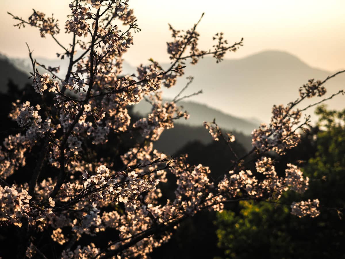 Cherry Blossoms in Taiwan: Best Spots & 2026 Viewing Times - Taiwan ...