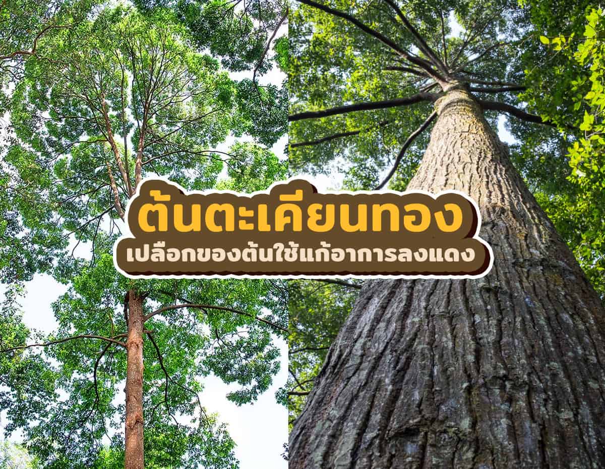 ต้นตะเคียนทอง เปลือกของต้นใช้แก้อาการลงแดง