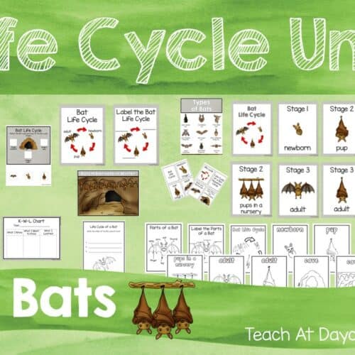 bat animation cycle