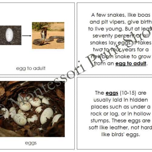 Life Cycle Of A Snake