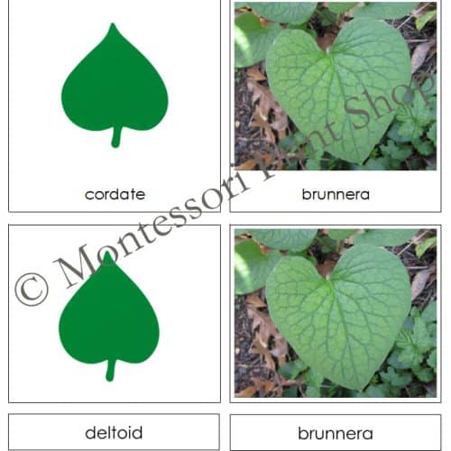 leaf shapes and types
