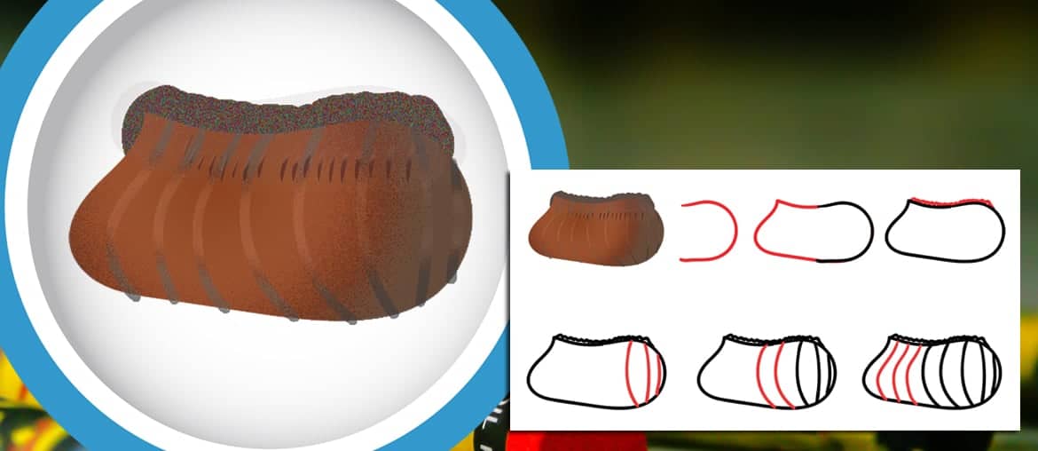 How to Draw a Cockroach Egg - Cockroach Facts