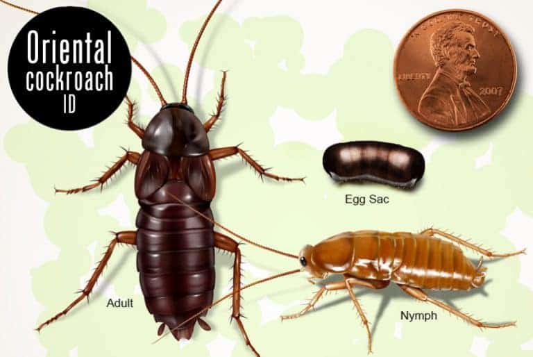 A Survival Guide to the Texas Cockroach - Cockroach Facts