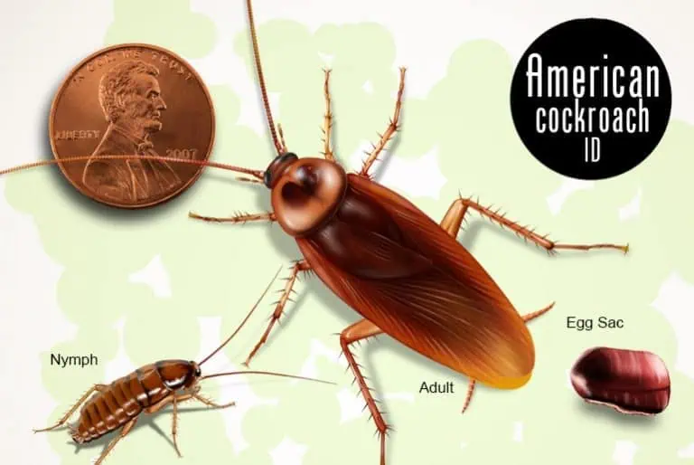 A Survival Guide to the Texas Cockroach - Cockroach Facts
