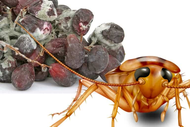 What Do Cockroaches Eat? - Cockroach Facts