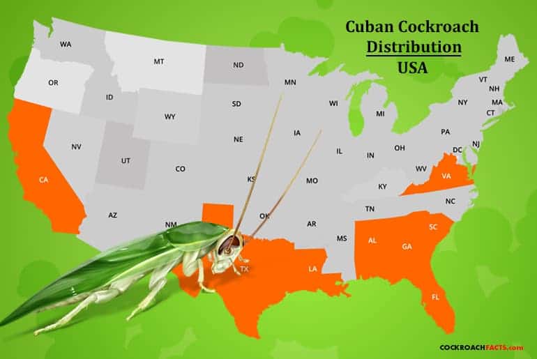 Say Hello (or Goodbye) to the Green Cuban Cockroach - Cockroach Facts