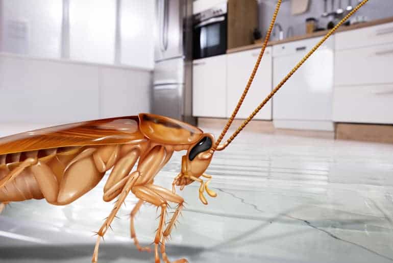 How Do You Know If You Have a Roach Infestation? - Cockroach Facts