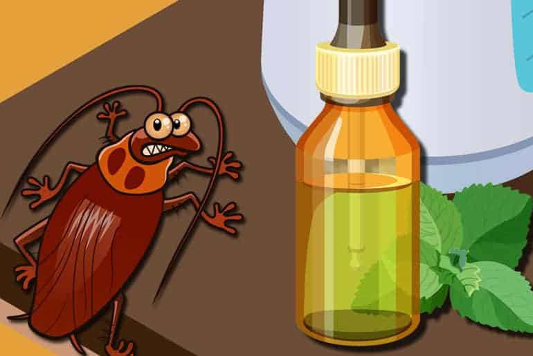 16 Awesome At-Home Remedies for Roaches - Cockroach Facts