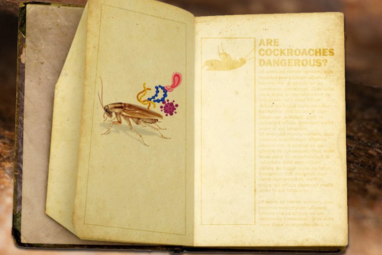 Cockroach Facts – What They Are, What They Do, and Why You Should Care ...