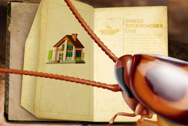 Cockroach Facts – What They Are, What They Do, and Why You Should Care ...