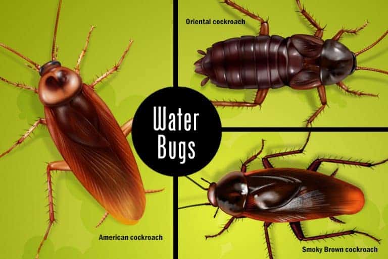 Water Bug vs. Roach. What's the Difference? - Cockroach Facts