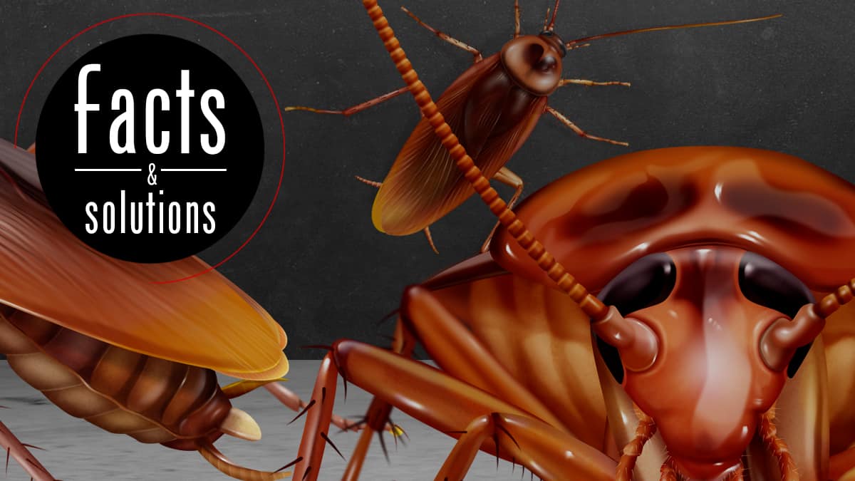 How Do You Know If You Have a Roach Infestation? - Cockroach Facts