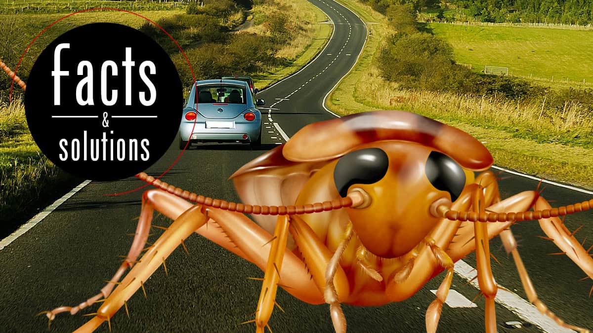 How to Get Rid of Roaches in Car Interiors—the Right Way - Cockroach Facts