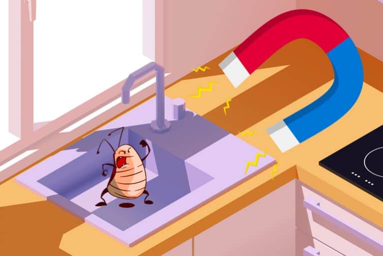 16 Awesome At-Home Remedies for Roaches - Cockroach Facts