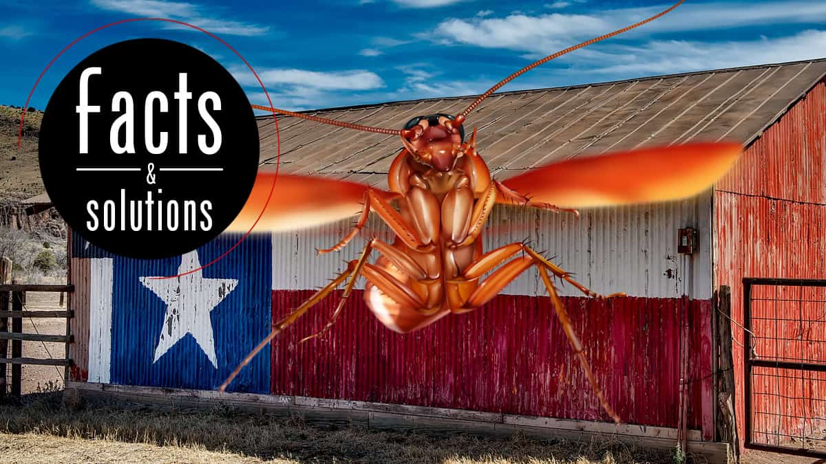 A Survival Guide to the Texas Cockroach - Cockroach Facts