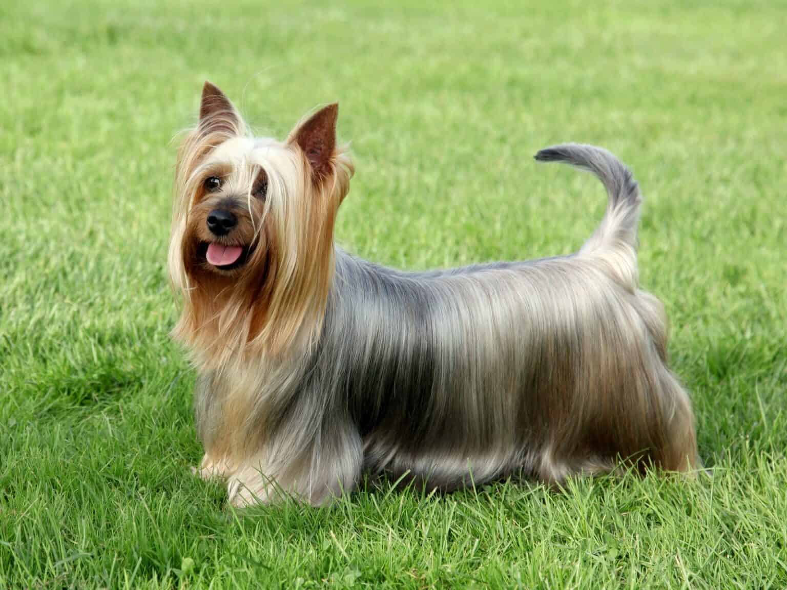 The Top 10 Small Dog Breeds in Australia – DogSales