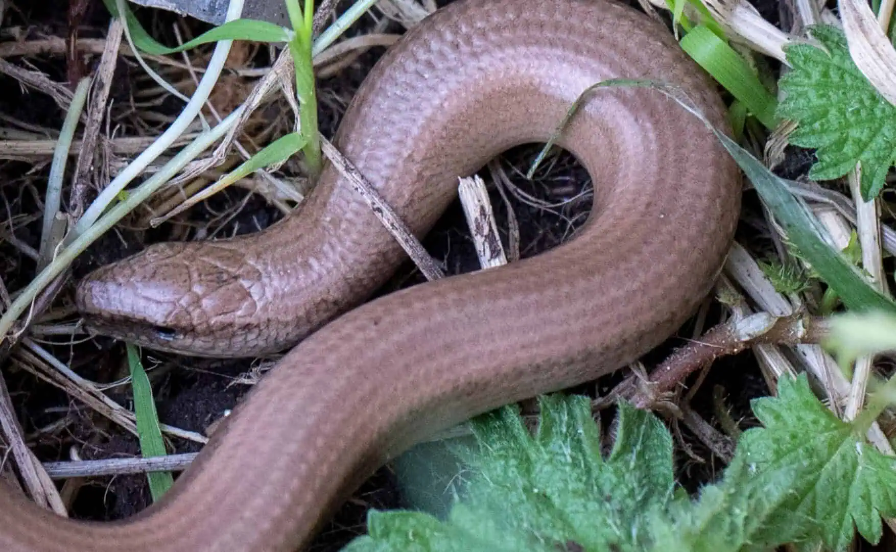 Slow Worm – Ealing Wildlife Group