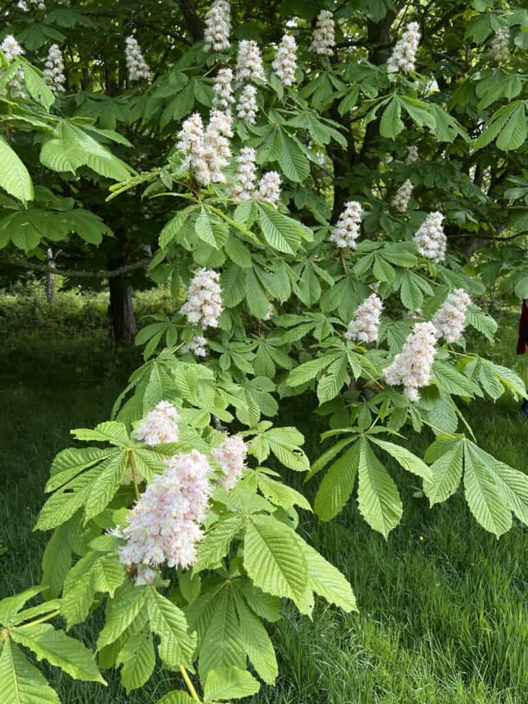 The Importance Of Flowers – Ealing Wildlife Group