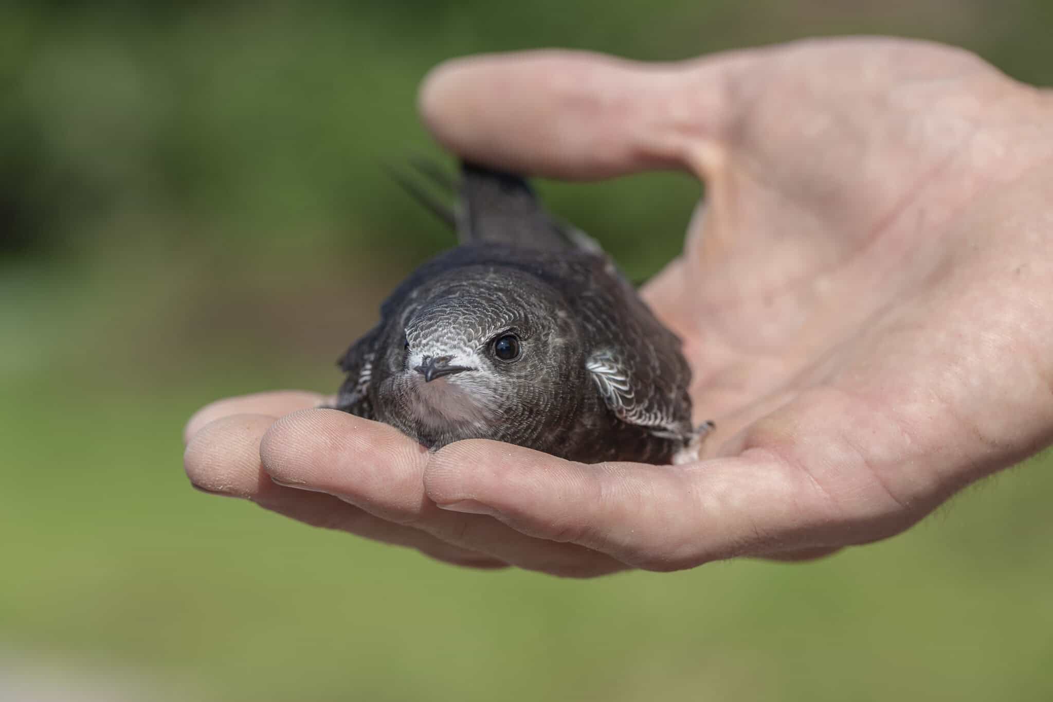 Saving Our Swifts! – Ealing Wildlife Group