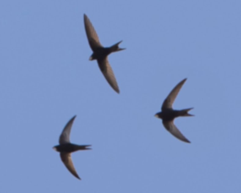 Species Focus: Common Swift – Ealing Wildlife Group