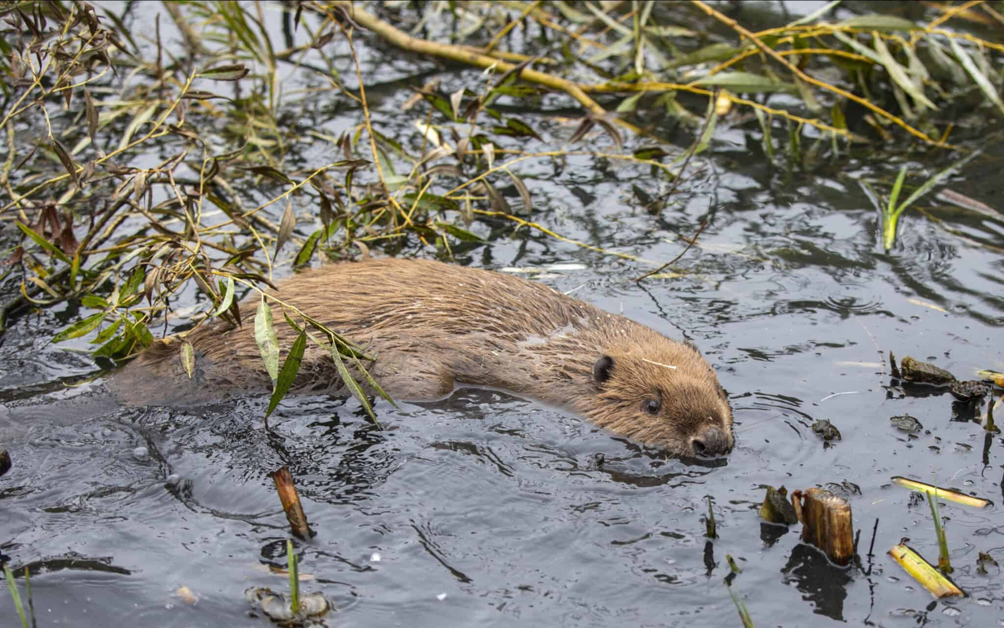 Restoring Nature: The Importance of Grassroots Conservation – Ealing ...