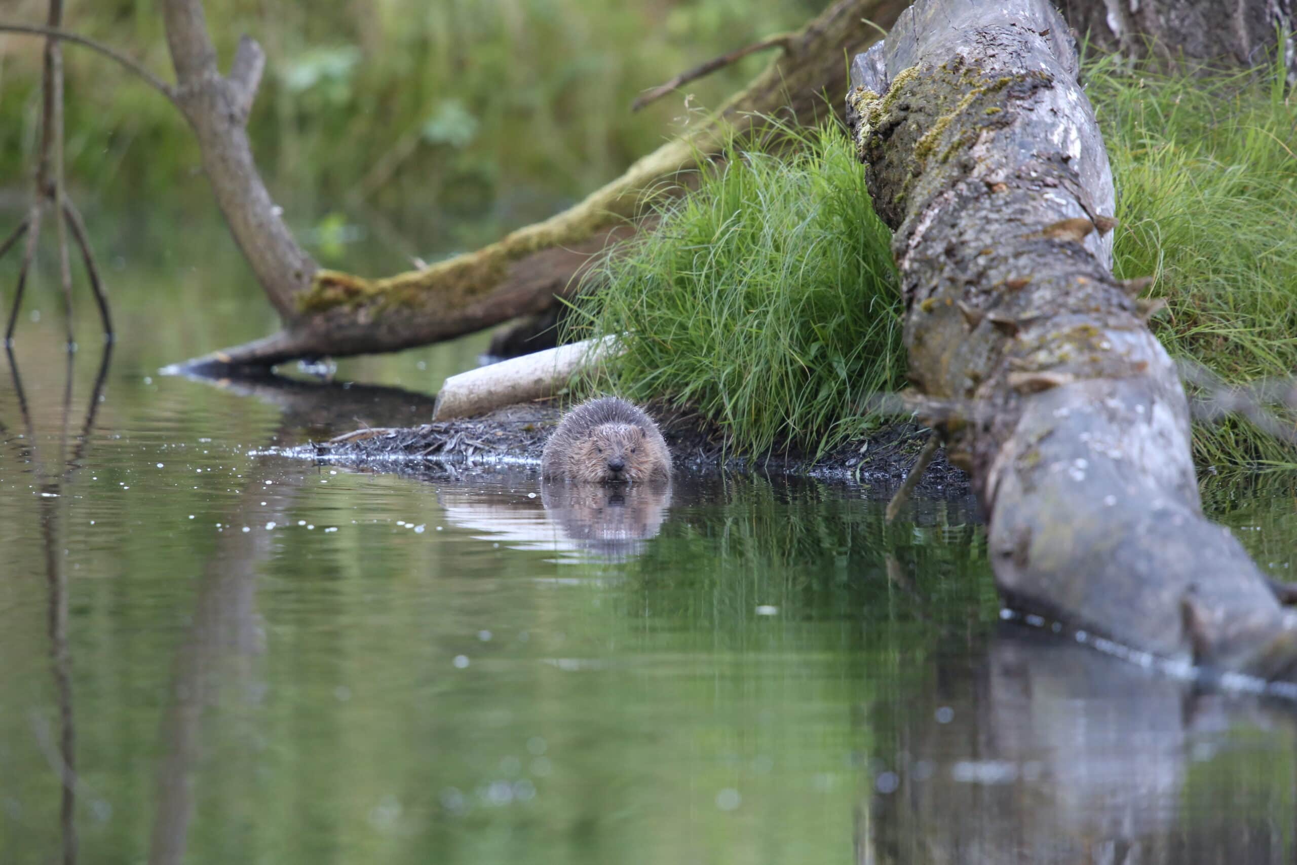 Bringing Beavers Back to London – Ealing Wildlife Group