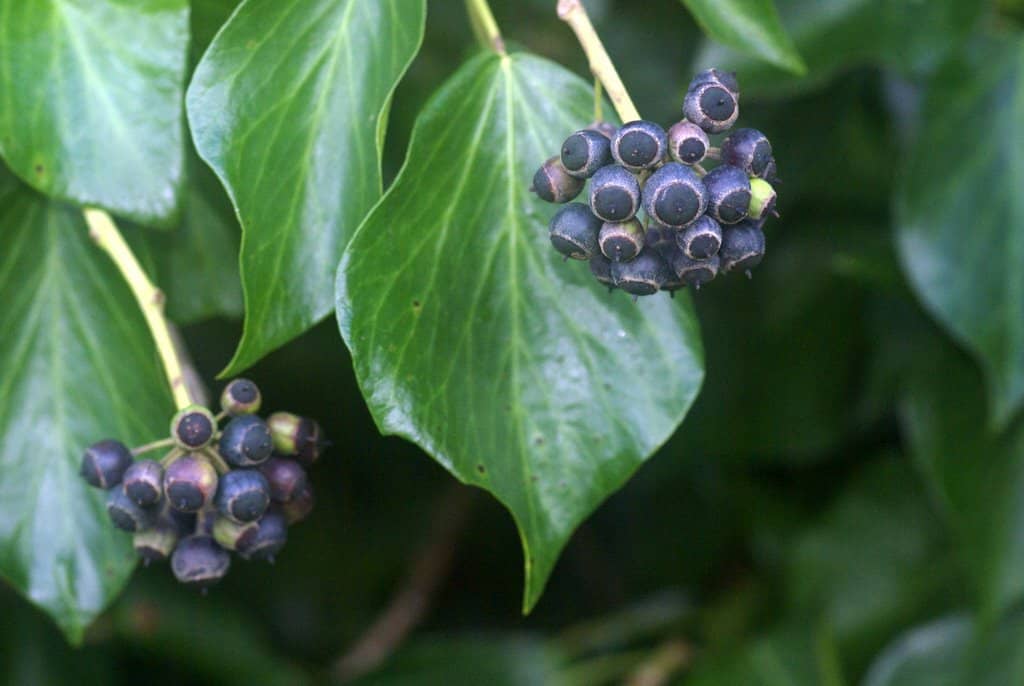 hedera berries