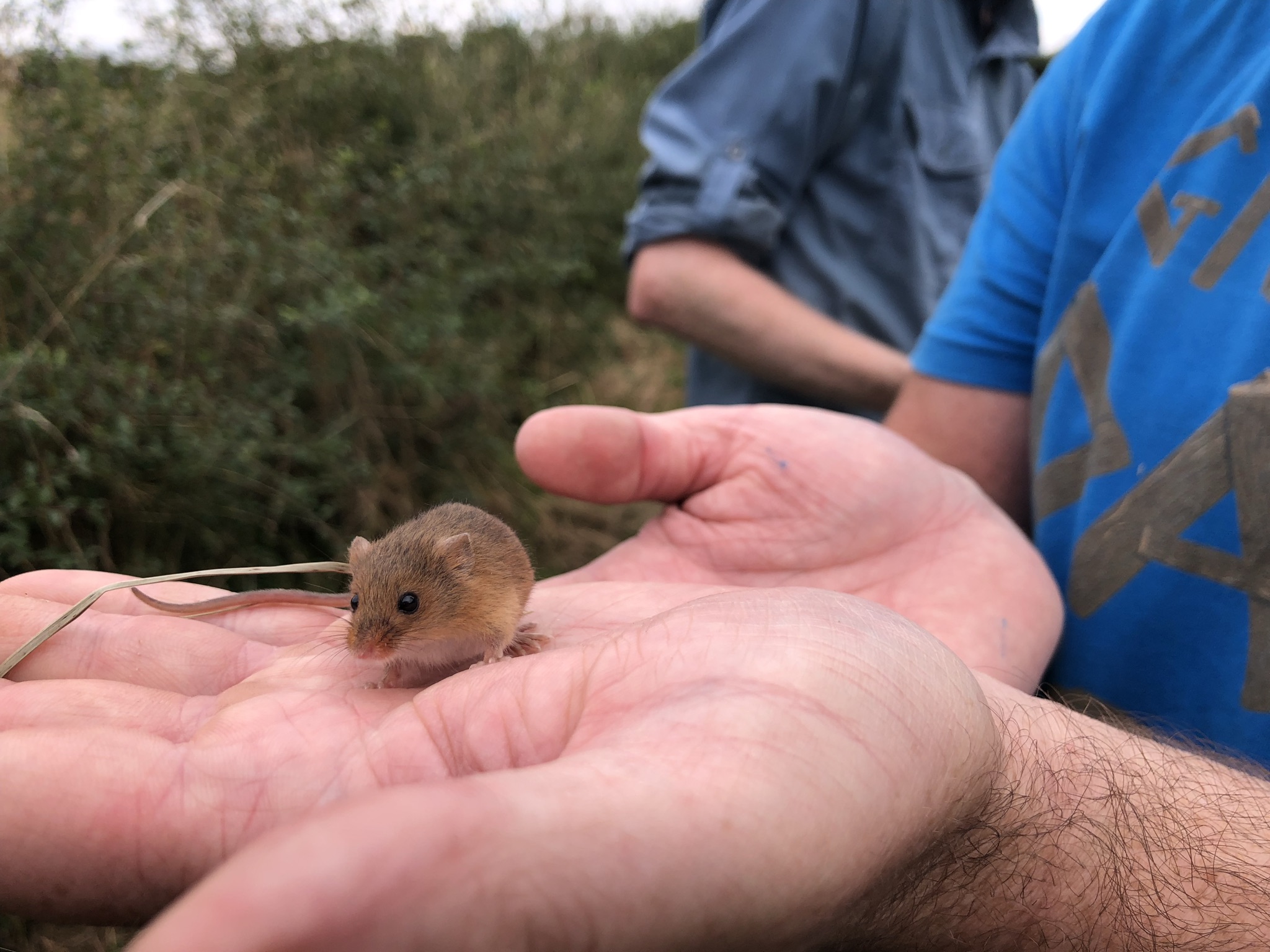Harvest Mice – Ealing Wildlife Group