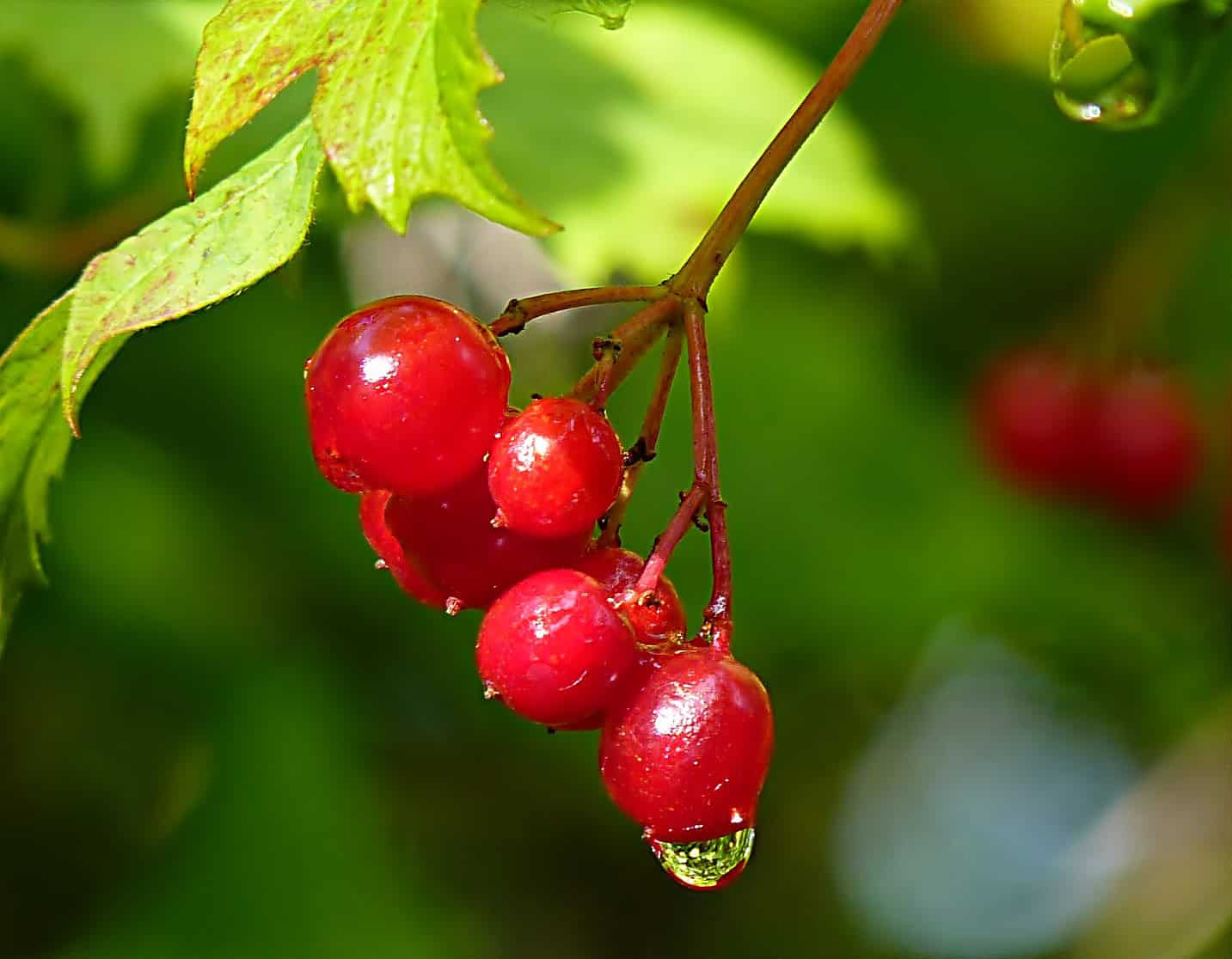 native berries uk