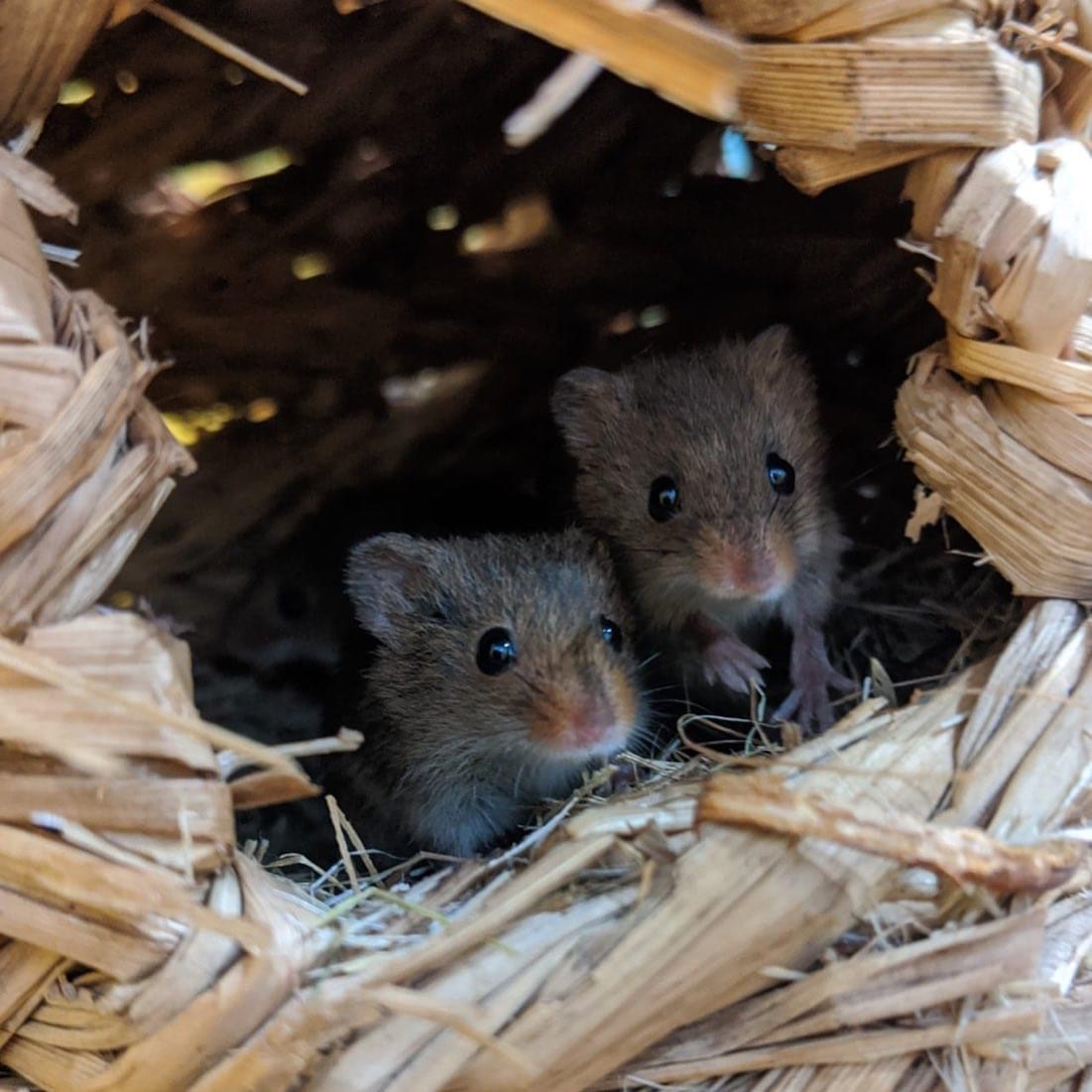 New Harvest Mouse partnership with Battersea Children’s Zoo – Ealing ...