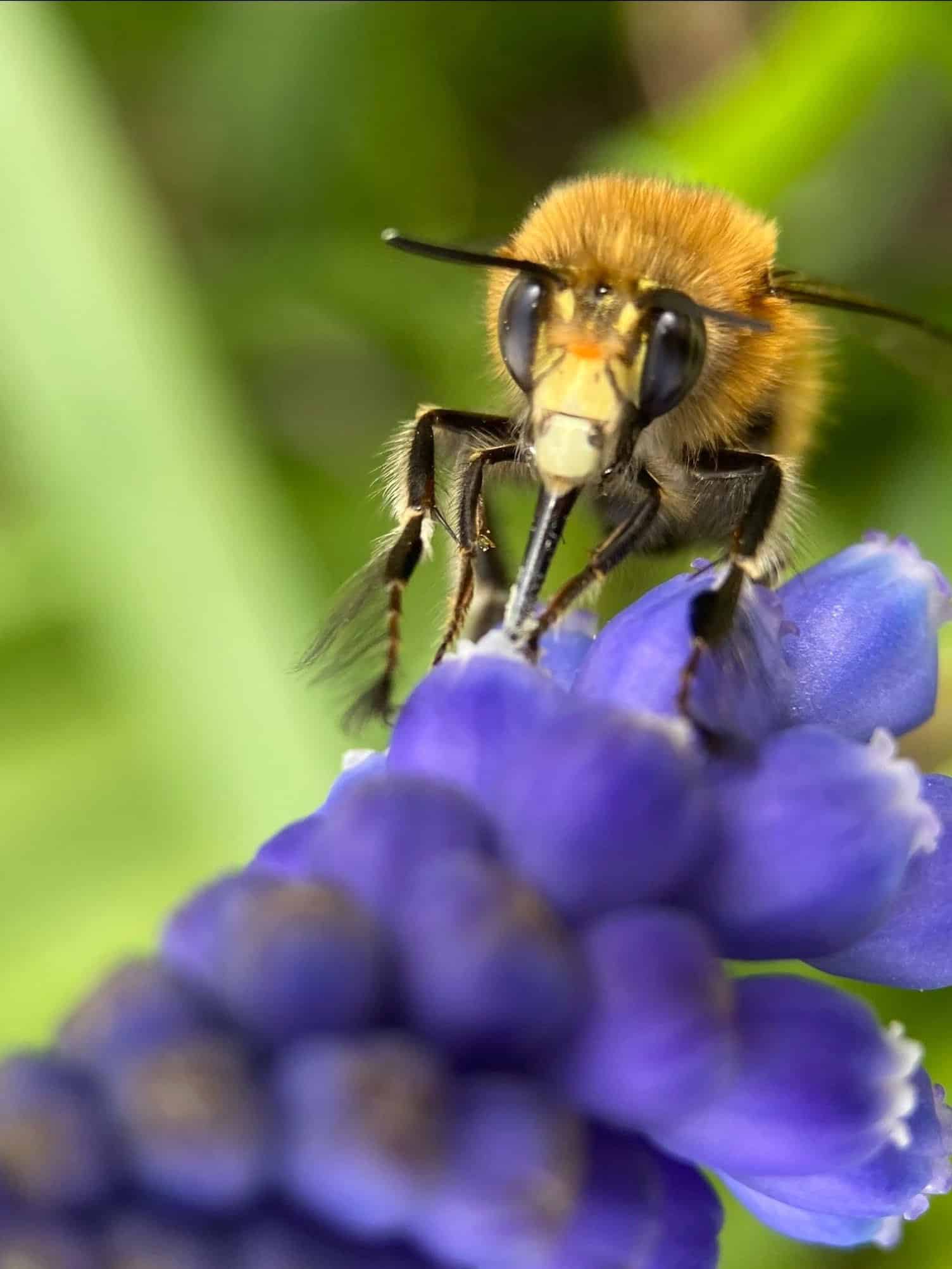 Bees in British Folklore – Ealing Wildlife Group