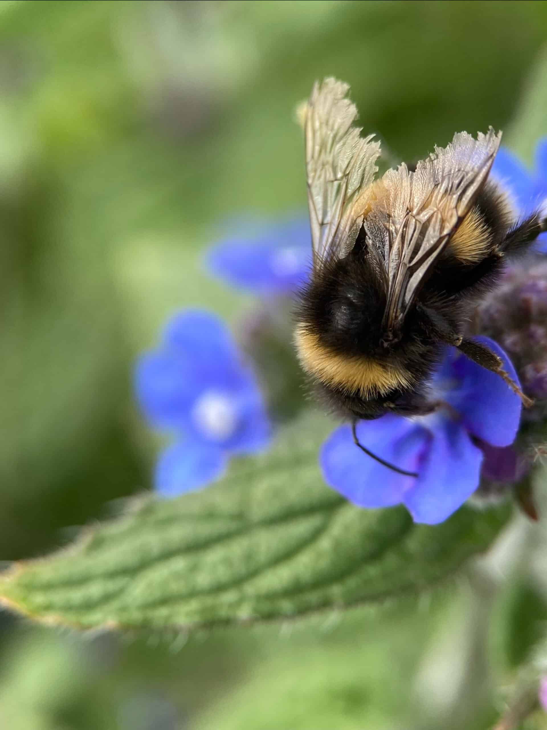 Bees in British Folklore – Ealing Wildlife Group
