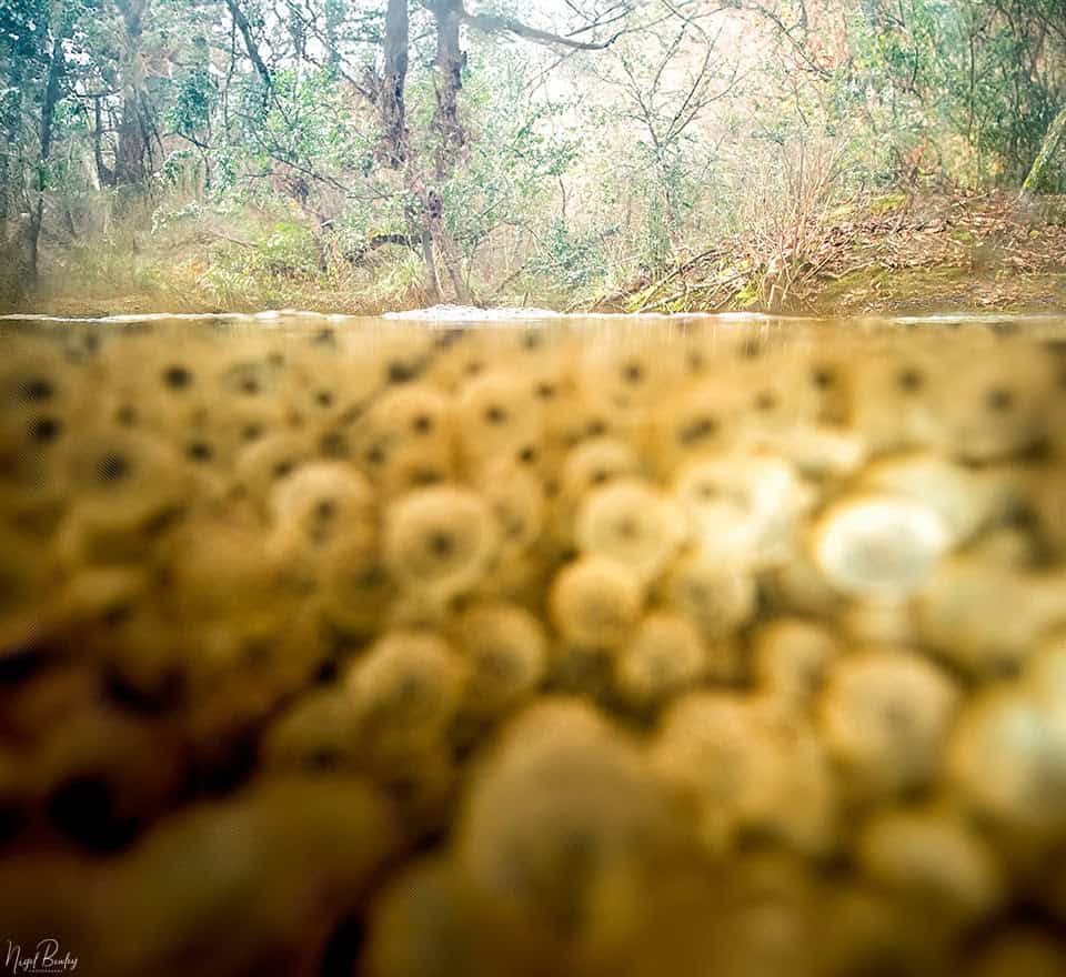 Frog Spawning! – Ealing Wildlife Group