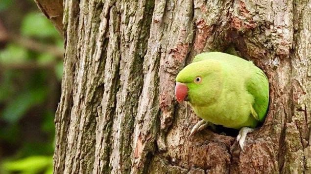 What to see in Perivale Park – Ealing Wildlife Group