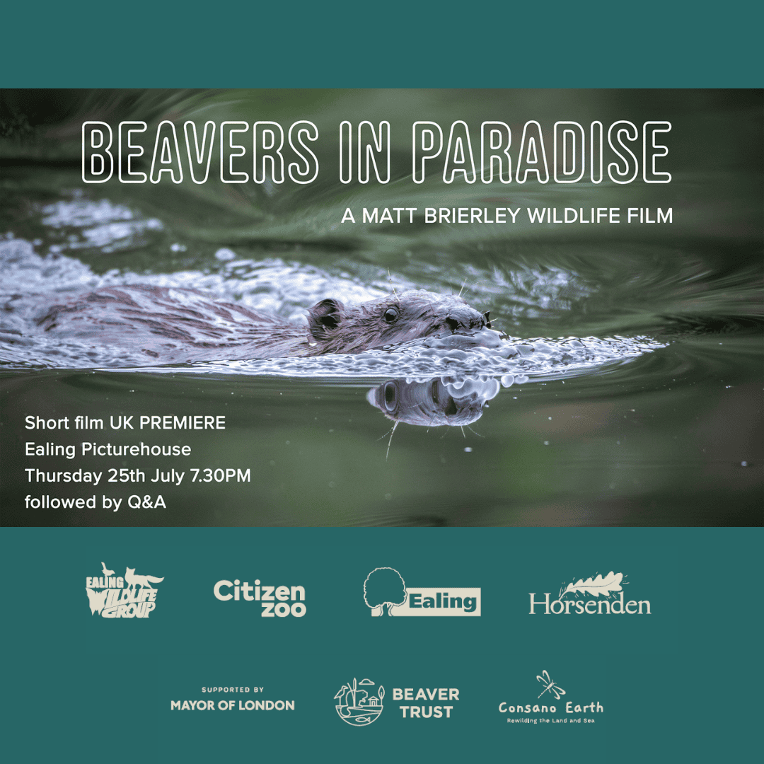 Bringing Beavers Back to London – Ealing Wildlife Group